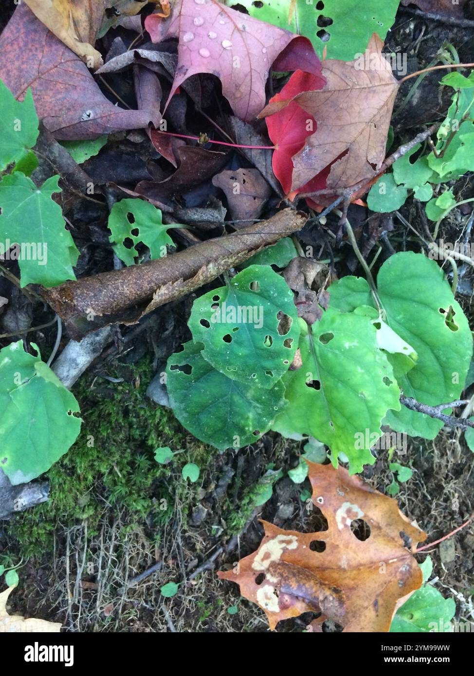 Round-leaved Violet (Viola rotundifolia Stock Photo - Alamy