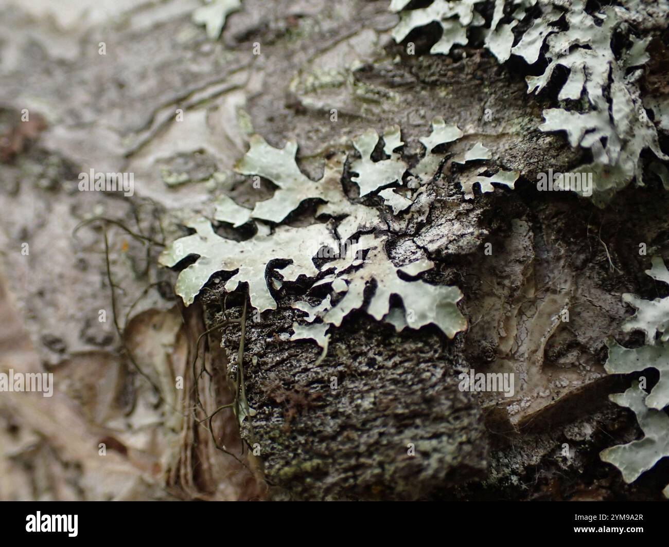 common lichens (Lecanoromycetes Stock Photo - Alamy