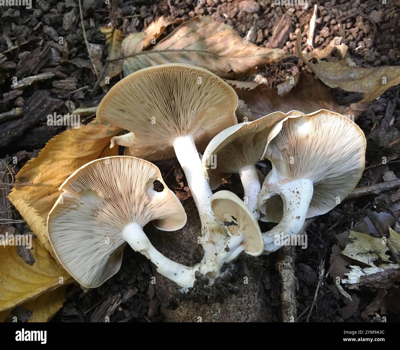 clustered clitocybe (Lepista subconnexa Stock Photo - Alamy