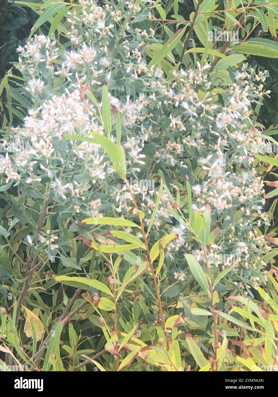 groundsel tree (Baccharis halimifolia Stock Photo - Alamy