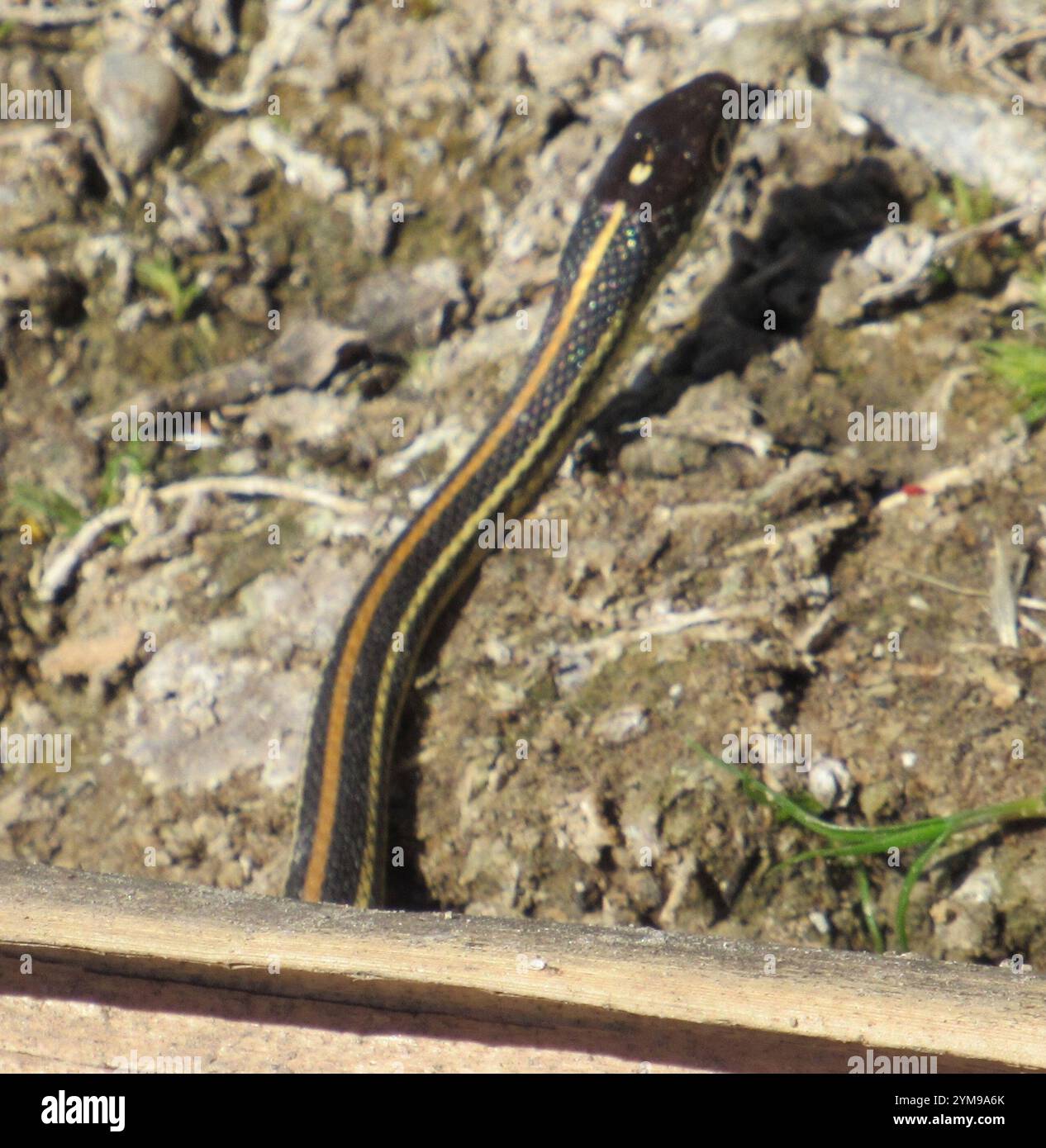 Western Ribbon Snake (Thamnophis proximus Stock Photo - Alamy