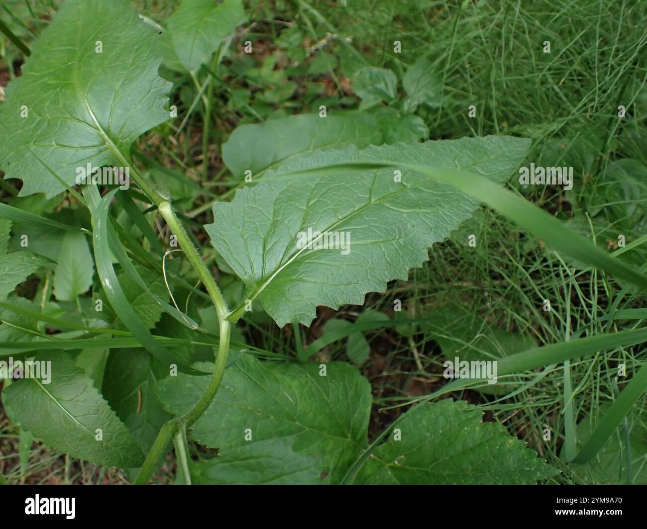Arrowleaf Senecio (Senecio triangularis Stock Photo - Alamy
