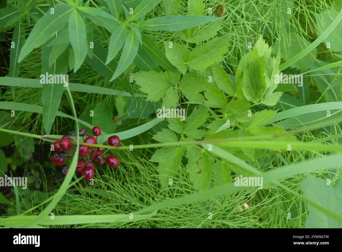 red baneberry (Actaea rubra Stock Photo - Alamy