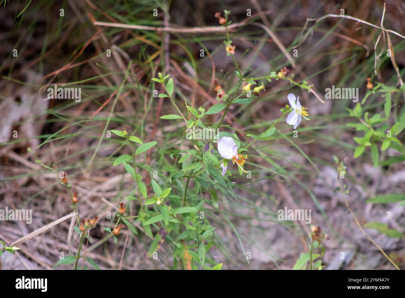 Maryland meadowbeauty (Rhexia mariana Stock Photo - Alamy