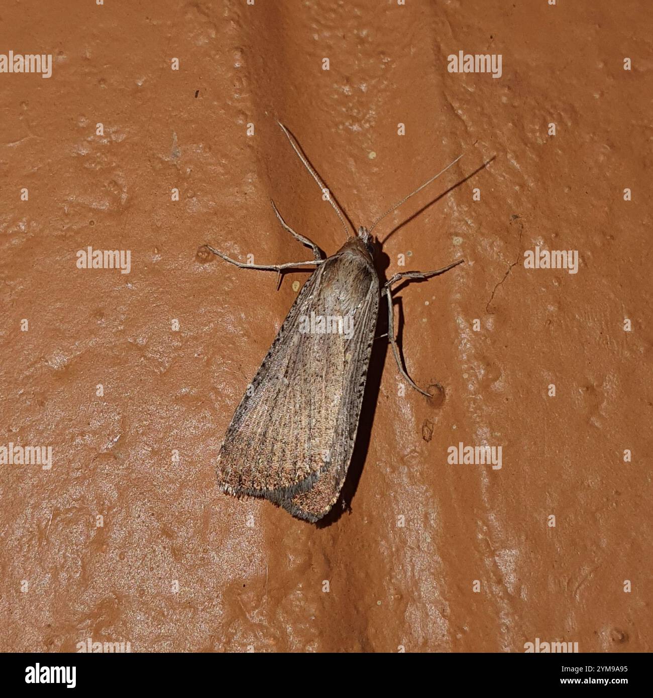 Australian Alfalfa Moth (Tathorhynchus fallax Stock Photo - Alamy