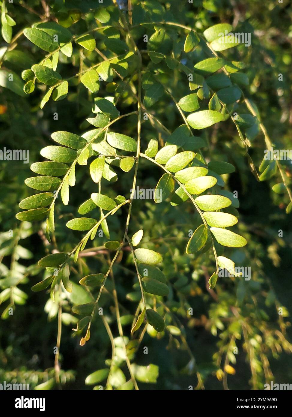 Water locust (Gleditsia aquatica Stock Photo - Alamy