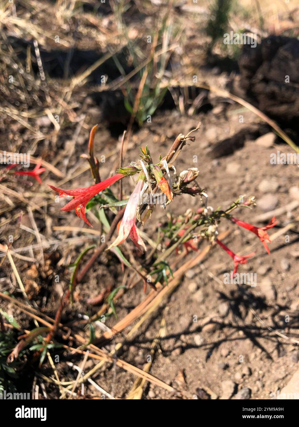 Scarlet Gilia (Ipomopsis aggregata Stock Photo - Alamy