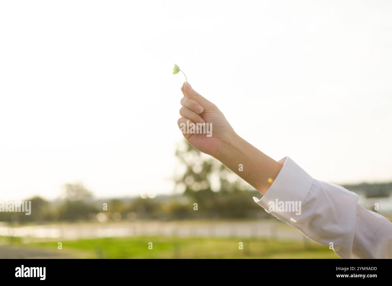 Female hand holding clover Stock Photo - Alamy