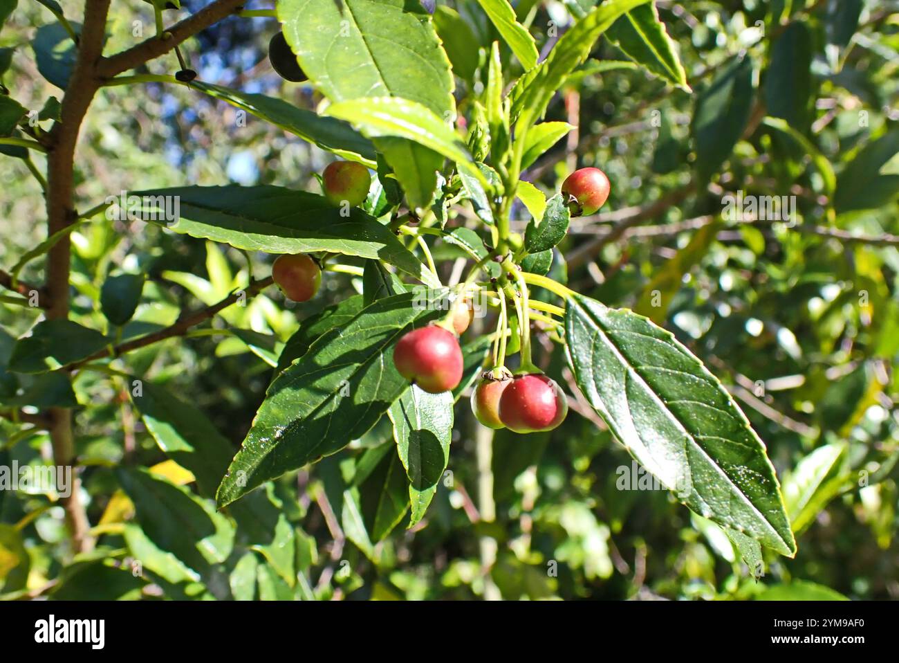 Shiny-leaf (Rhamnus prinoides Stock Photo - Alamy