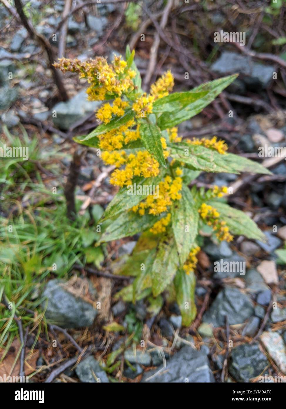 common wrinkle-leaved goldenrod (Solidago rugosa Stock Photo - Alamy