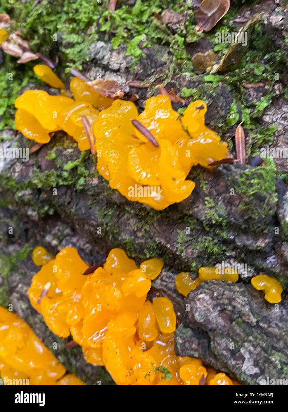 Orange Jelly Spot (Dacrymyces chrysospermus Stock Photo - Alamy