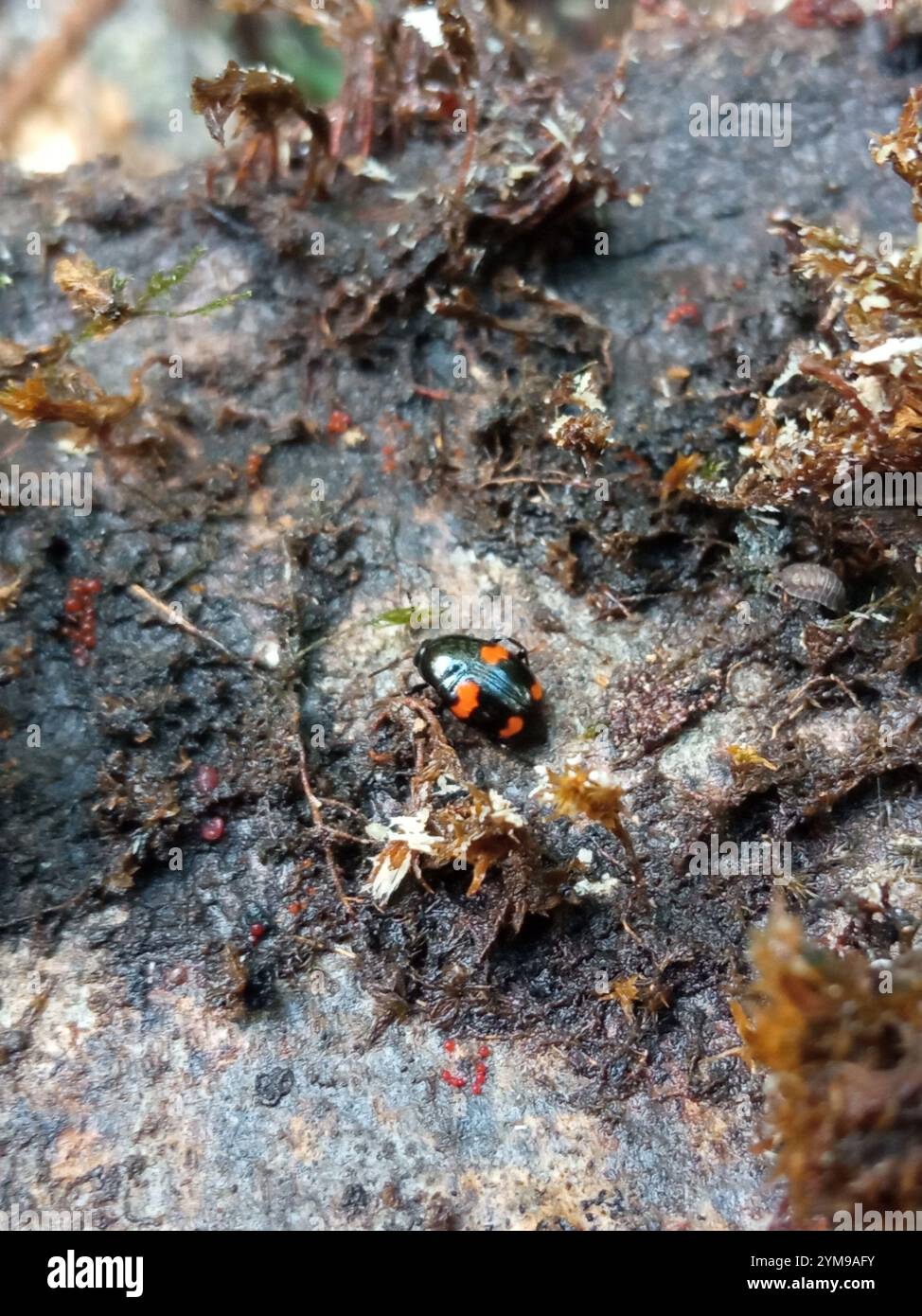 Orange-spotted Scaphidium (Scaphidium quadrimaculatum Stock Photo - Alamy