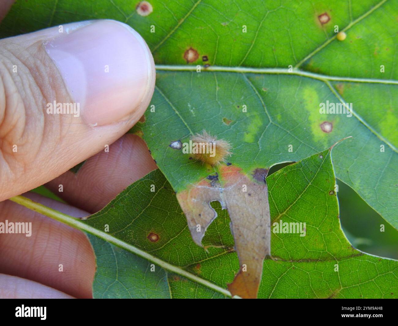 Furry Oak Leaf Gall Wasp (Callirhytis furva Stock Photo - Alamy