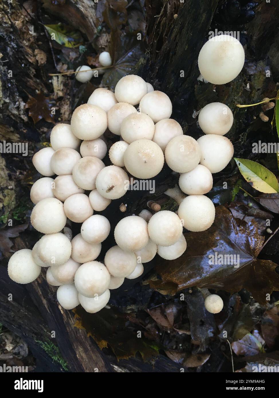 Pear-shaped Puffball (Apioperdon pyriforme Stock Photo - Alamy