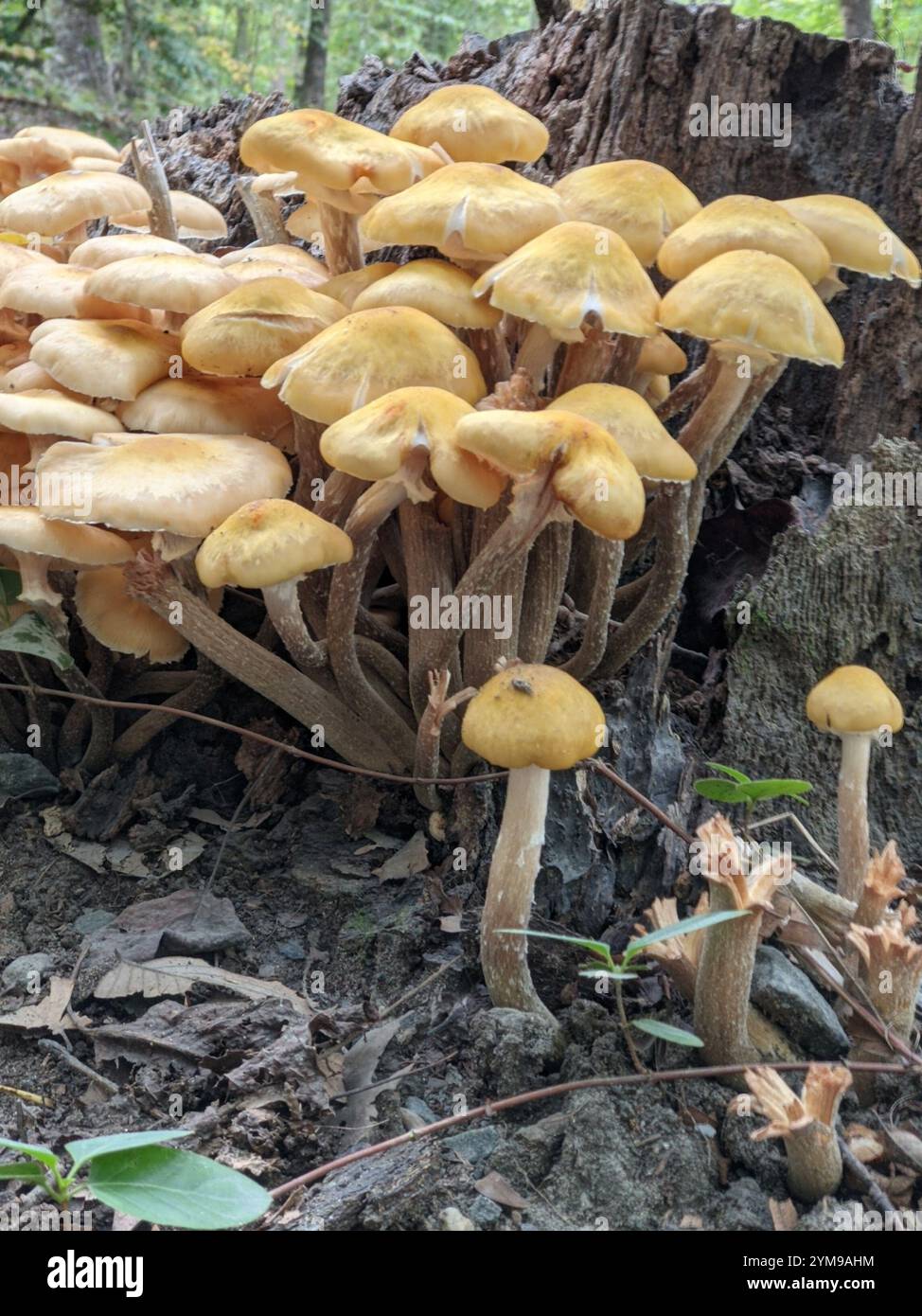 honey mushrooms (Armillaria Stock Photo - Alamy