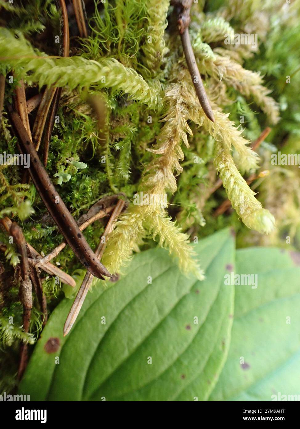 Pipecleaner Moss (Rhytidiopsis robusta Stock Photo - Alamy