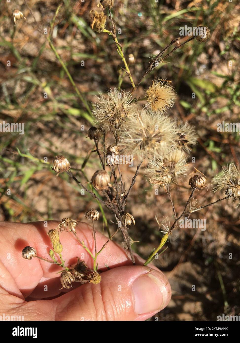 Pineland Silkgrass (Pityopsis aspera Stock Photo - Alamy