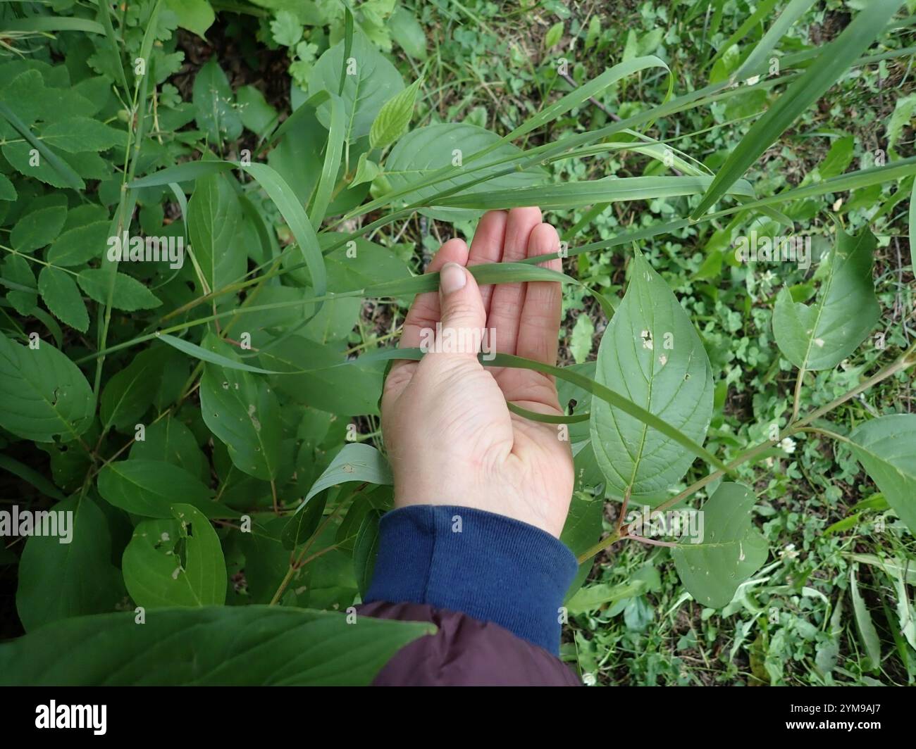 canadian bluejoint (Calamagrostis canadensis Stock Photo - Alamy