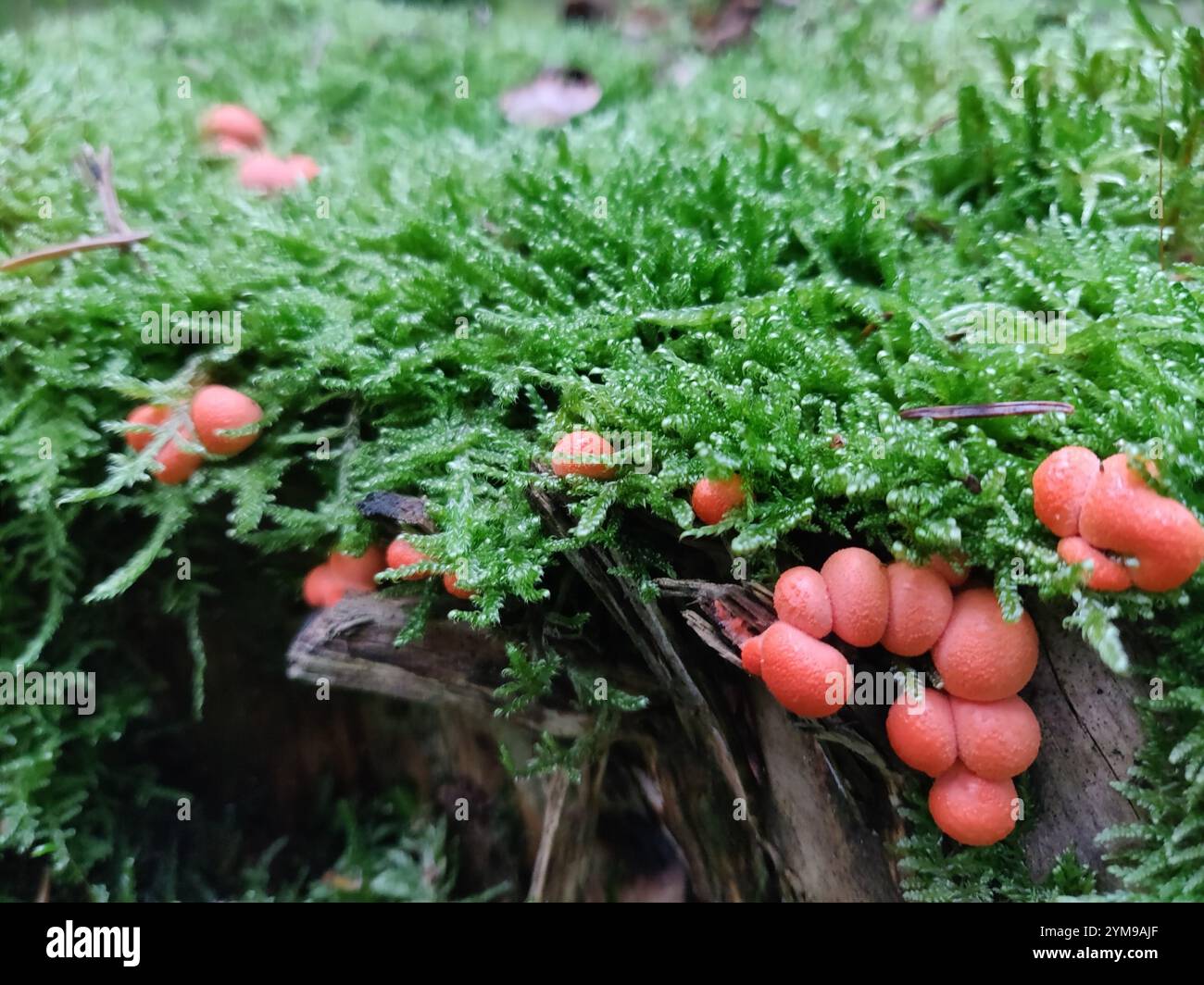 Wolf's Milk (Lycogala epidendrum Stock Photo - Alamy