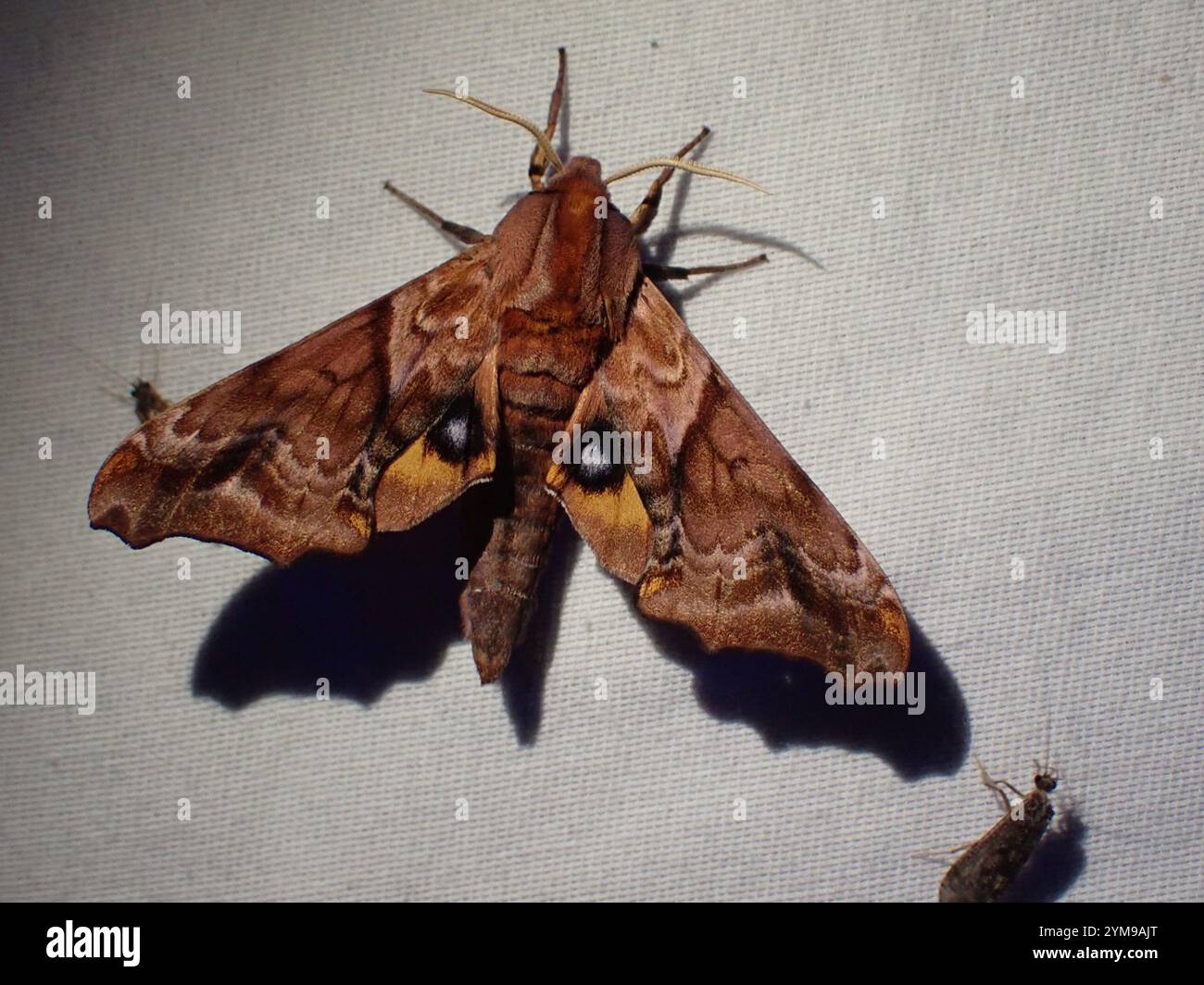 Small-eyed Sphinx (Paonias myops Stock Photo - Alamy