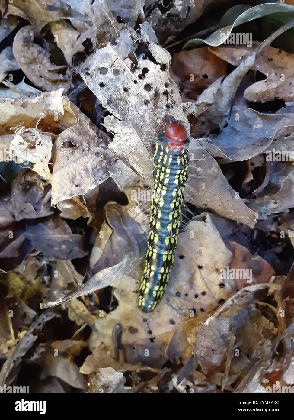 Azalea caterpillar moth hi-res stock photography and images - Alamy
