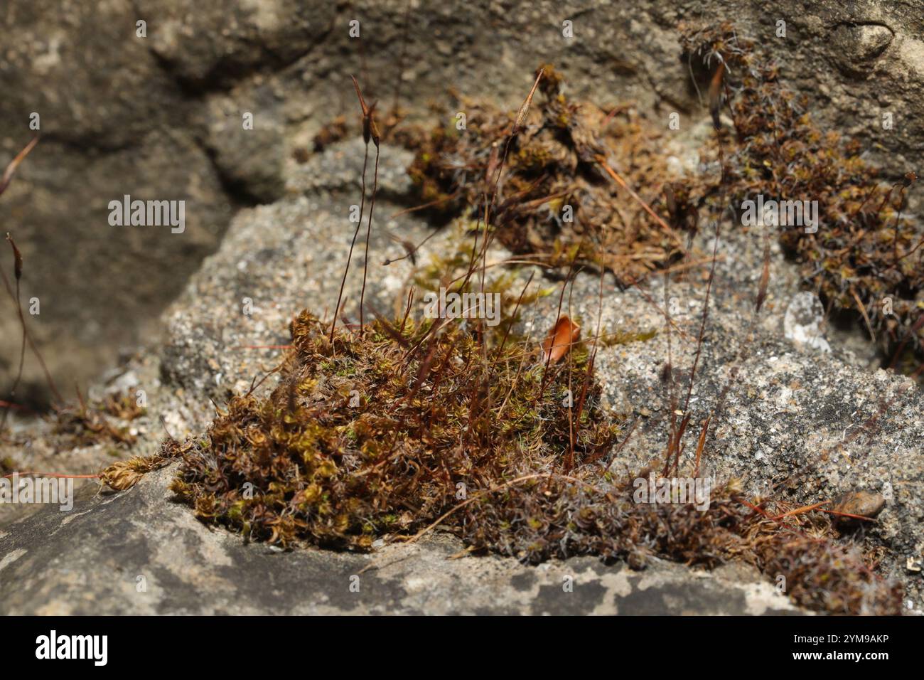 Wall Screw-moss (Tortula muralis Stock Photo - Alamy