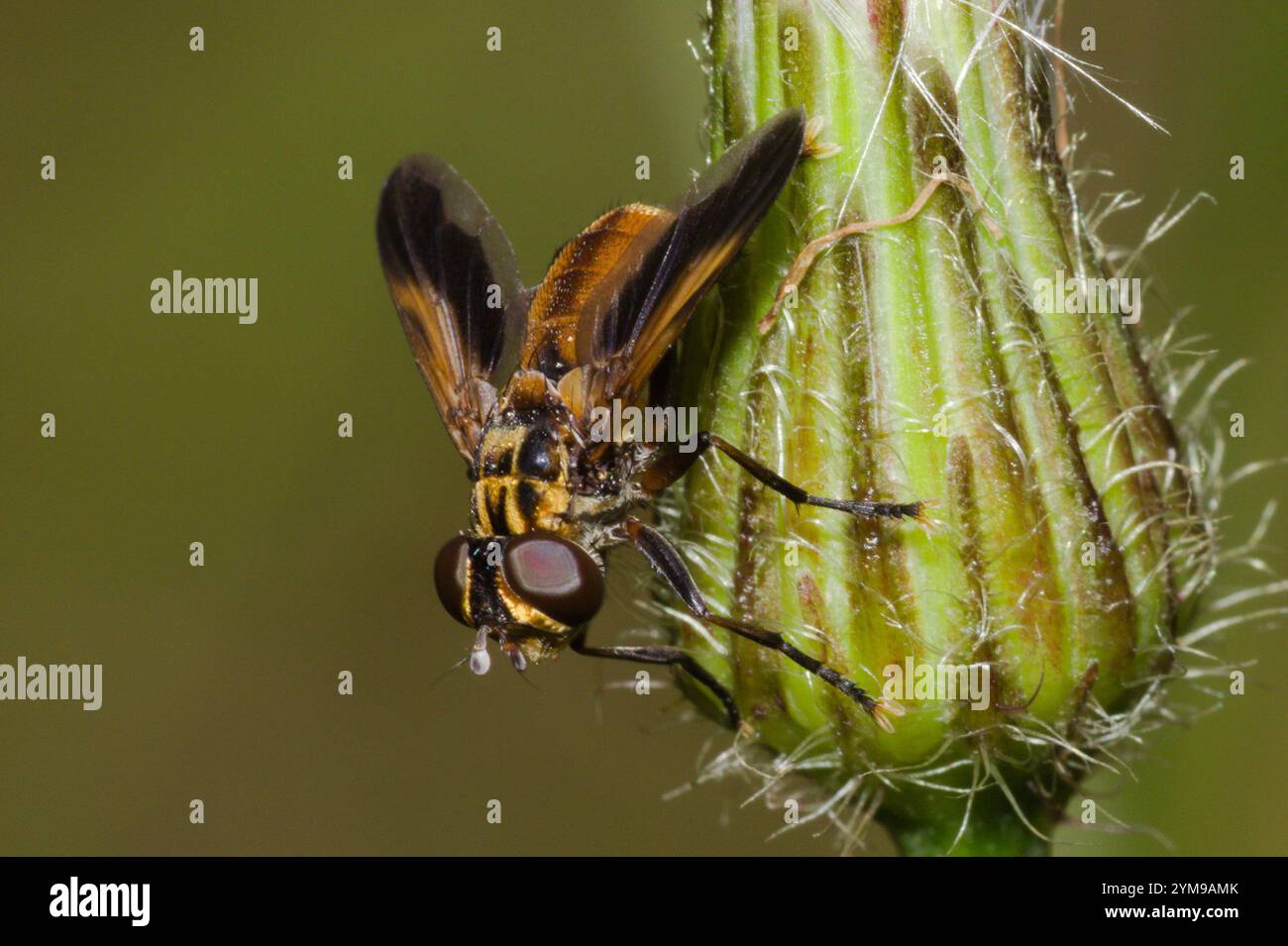Feather-legged Flies (Trichopoda Stock Photo - Alamy