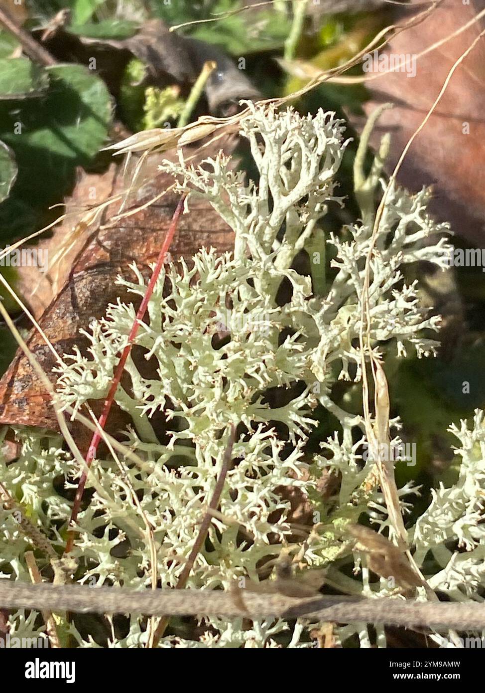 Green Reindeer Lichen (Cladonia arbuscula Stock Photo - Alamy