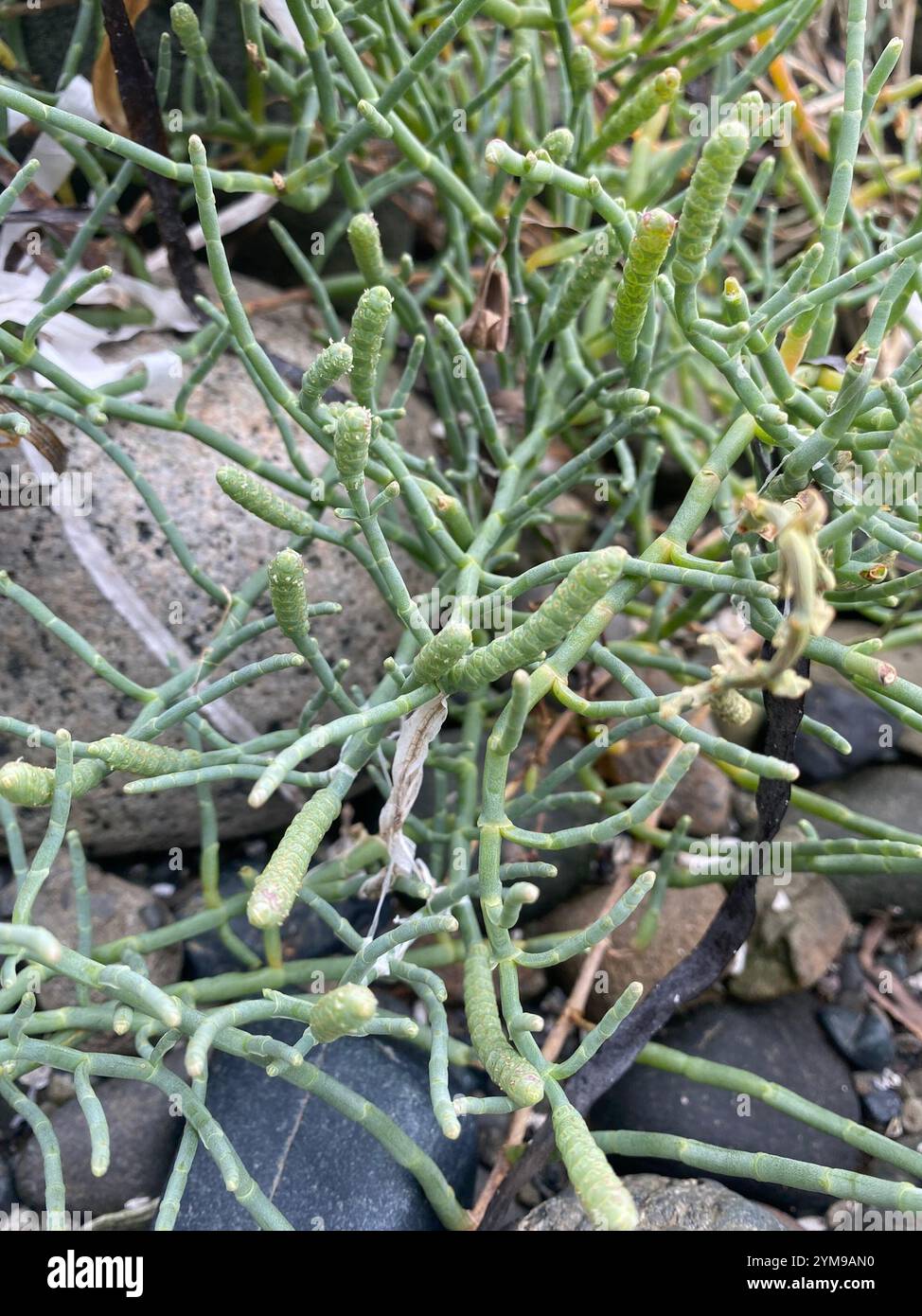 Pacific Glasswort (Salicornia pacifica Stock Photo - Alamy