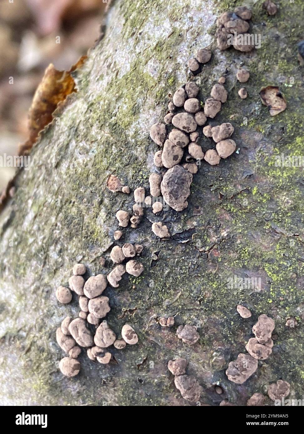 Beech Woodwart (Hypoxylon fragiforme Stock Photo - Alamy