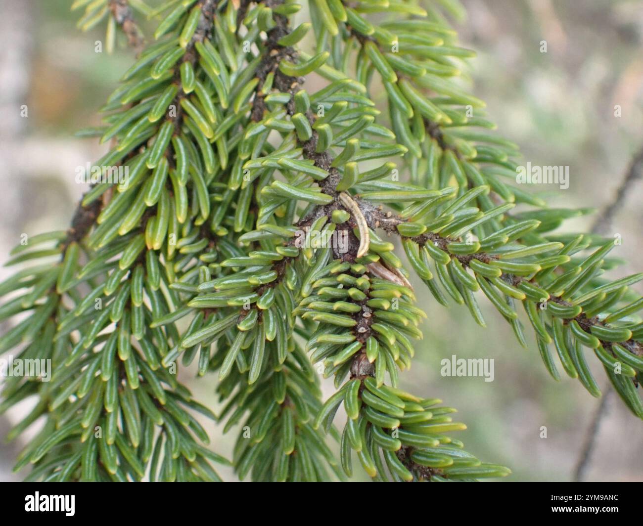black spruce (Picea mariana Stock Photo - Alamy