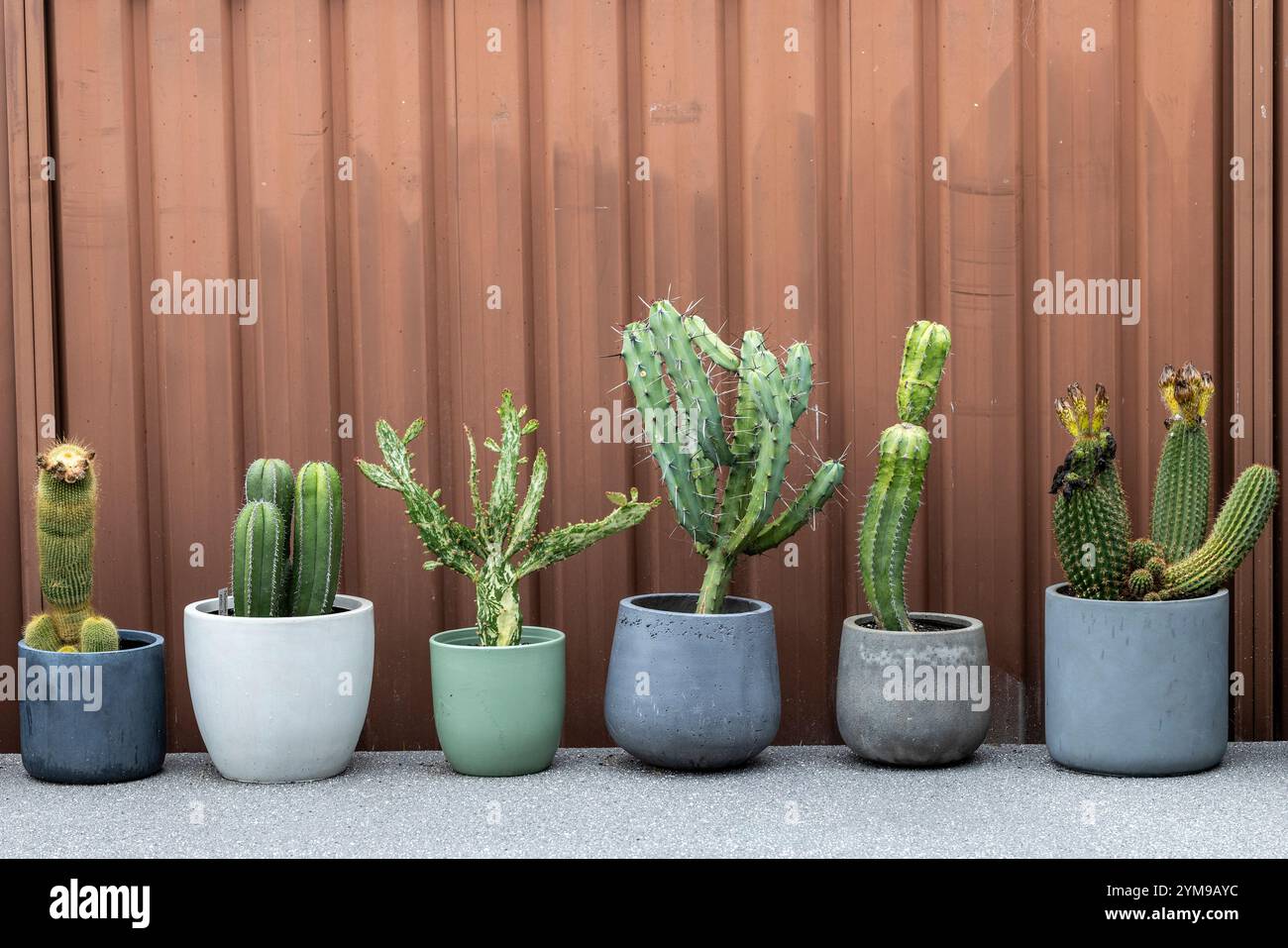 Various cactus pots hi-res stock photography and images - Alamy