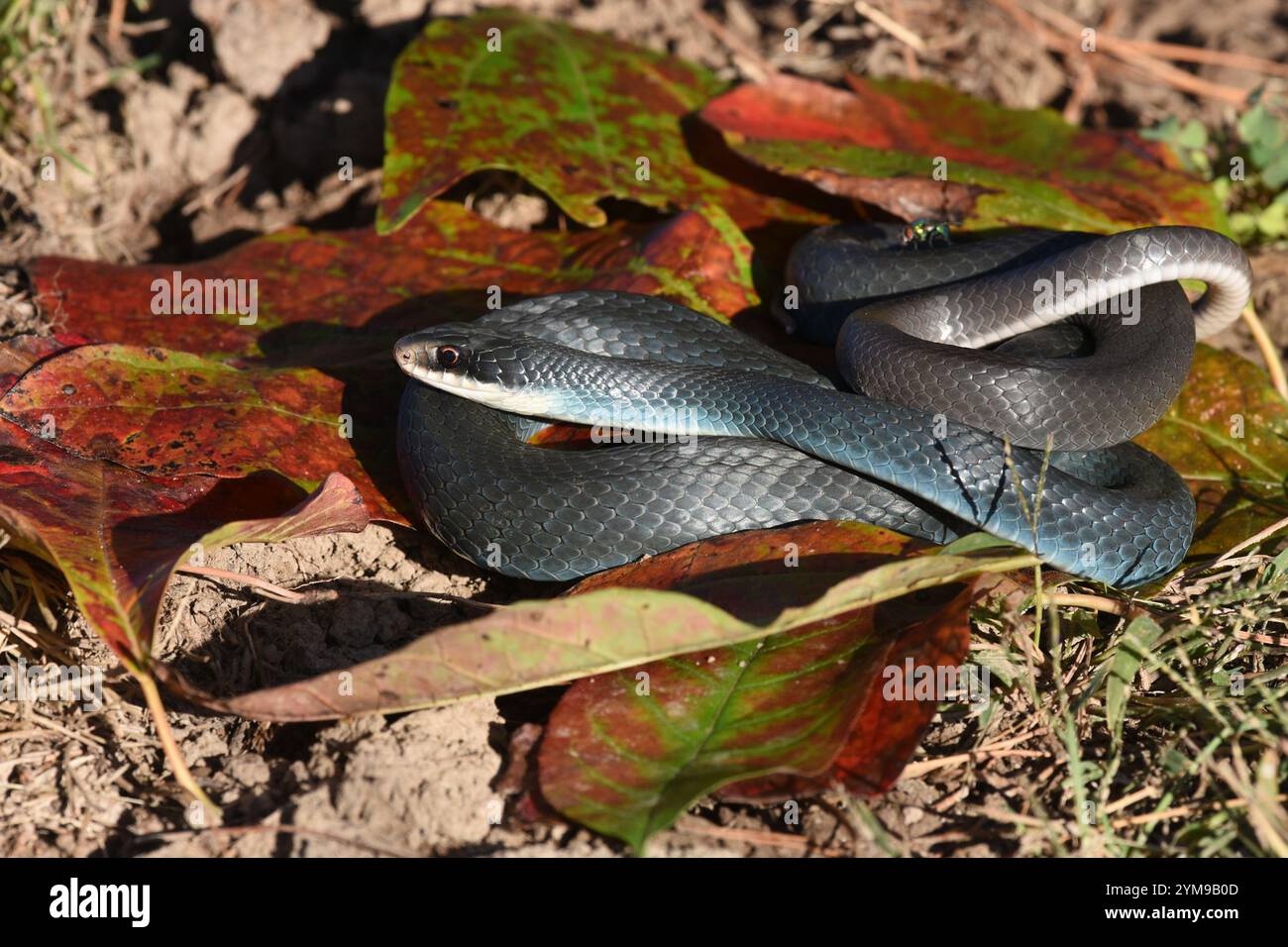 North American Racer (Coluber constrictor Stock Photo - Alamy