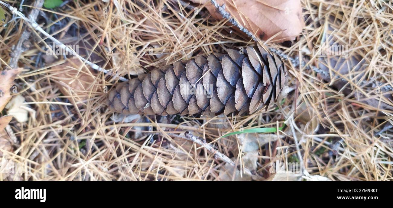 Siberian spruce (Picea obovata Stock Photo - Alamy