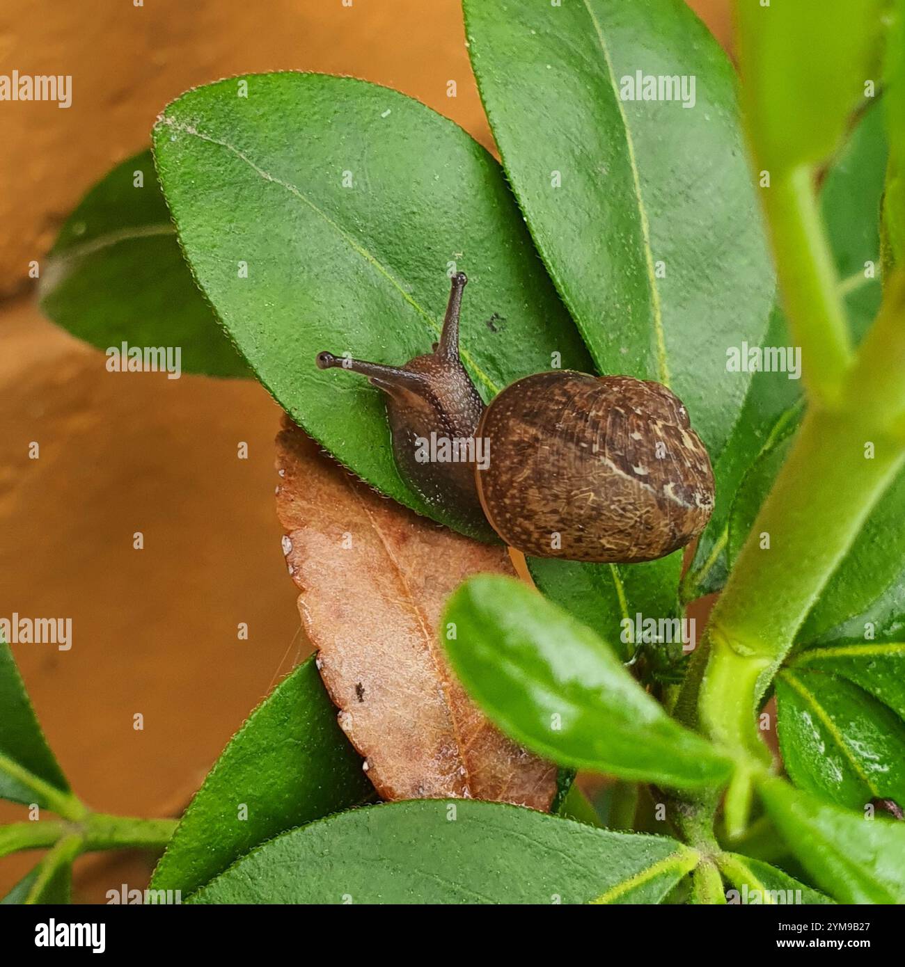 Garden Snail (Cornu aspersum Stock Photo - Alamy
