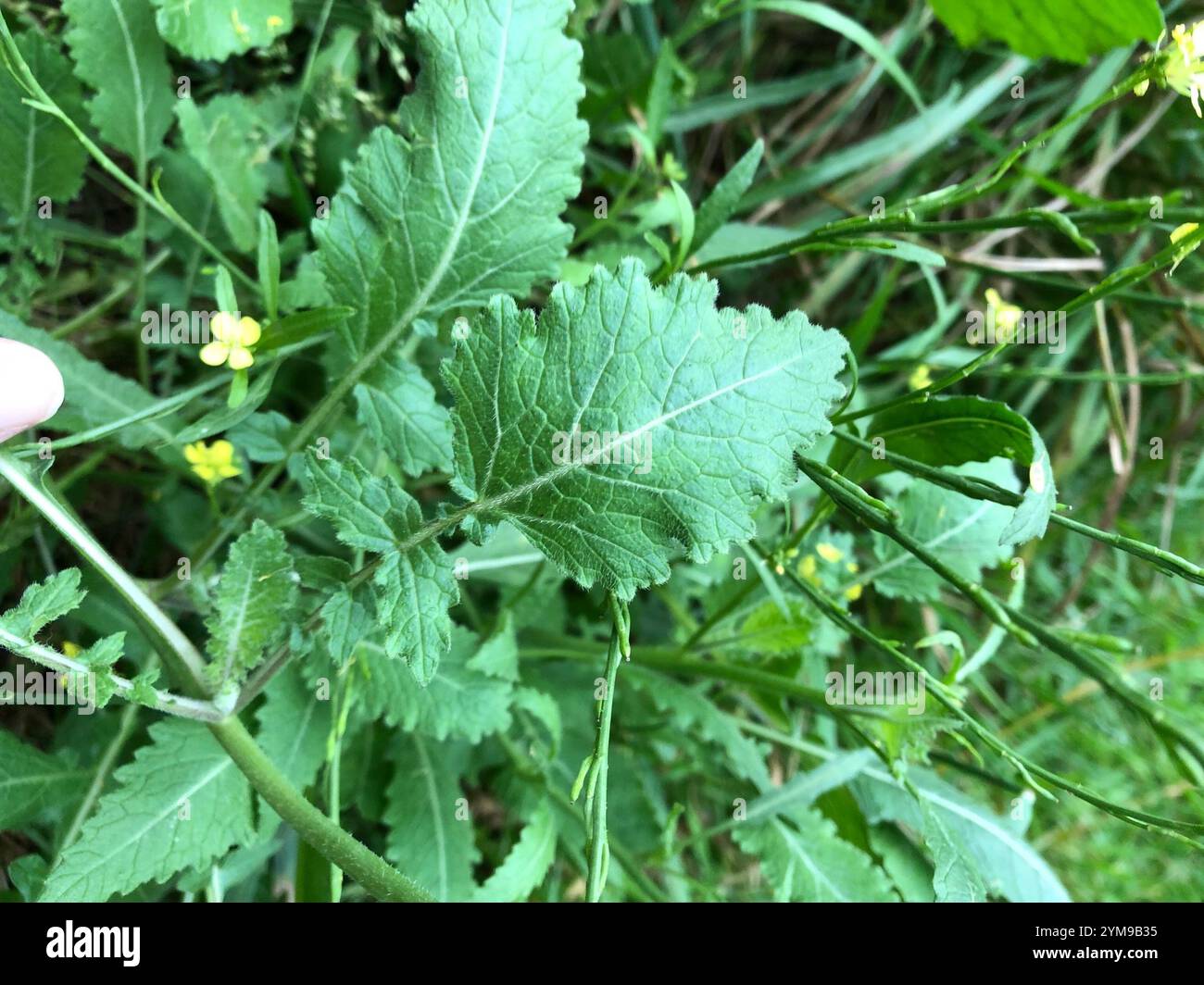 charlock (Mutarda arvensis Stock Photo - Alamy