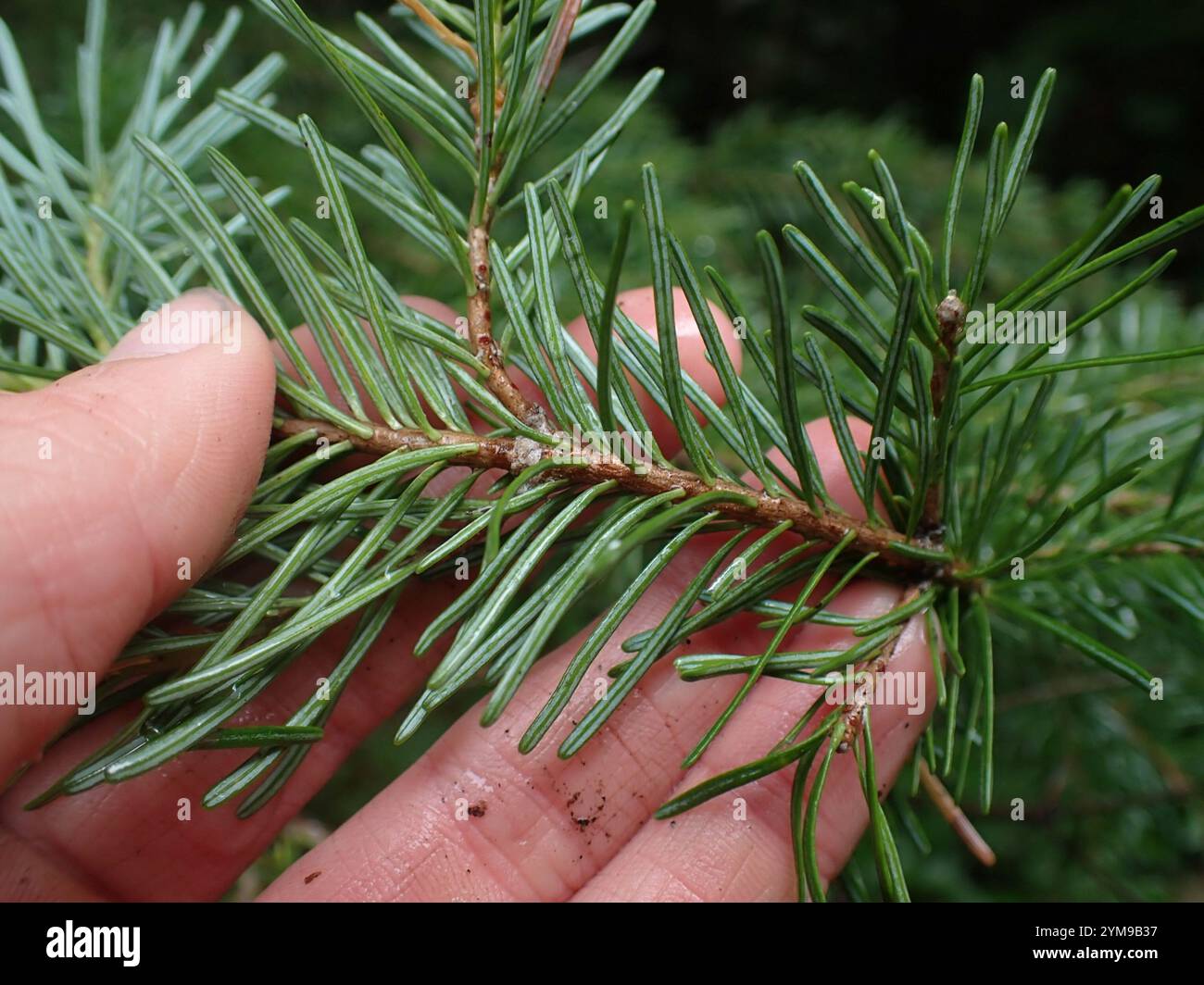 subalpine fir (Abies lasiocarpa Stock Photo - Alamy
