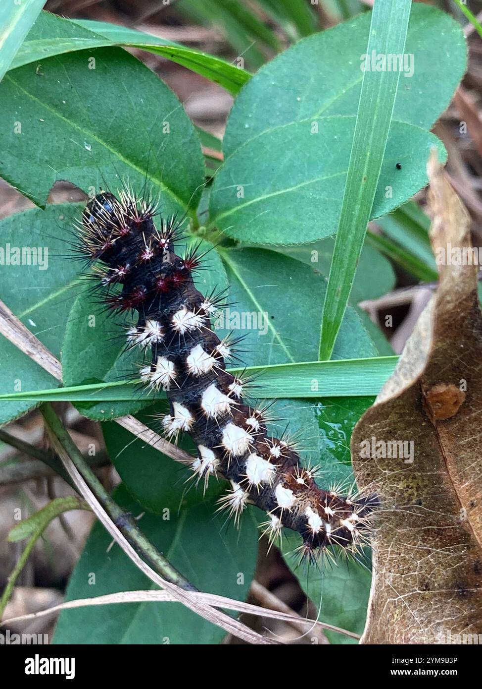 Long-winged Dagger (Acronicta longa Stock Photo - Alamy