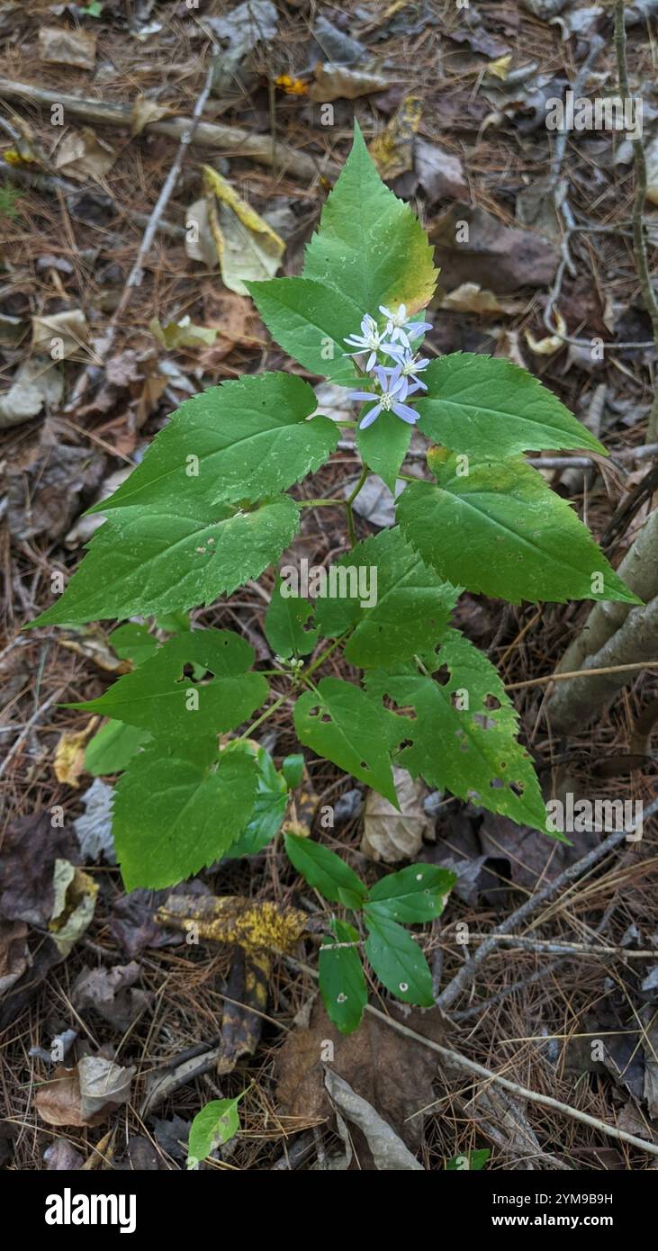 Short's aster (Symphyotrichum shortii Stock Photo - Alamy