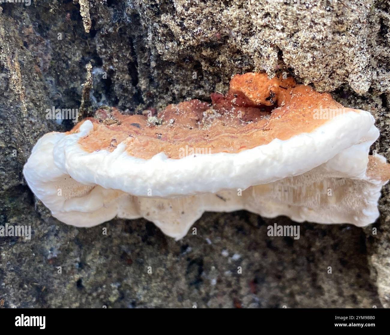 Red-banded Polypore (Fomitopsis pinicola Stock Photo - Alamy