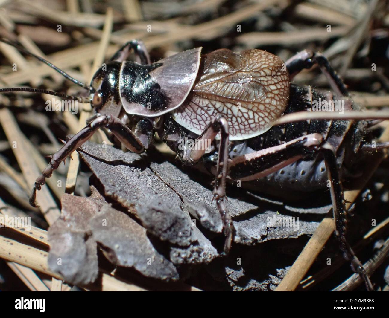 Great Grig (Cyphoderris monstrosa Stock Photo - Alamy