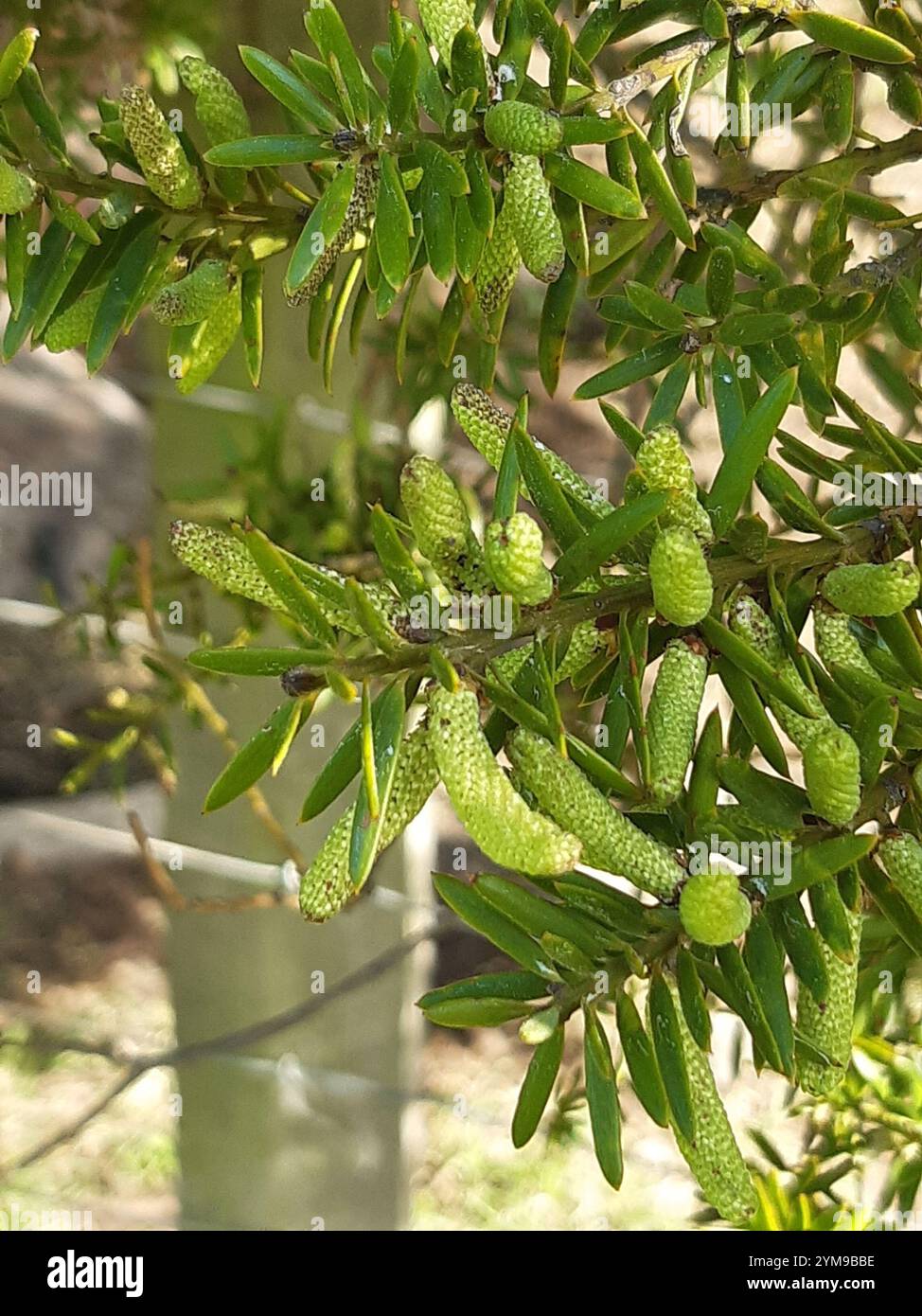 Tōtara (Podocarpus totara Stock Photo - Alamy