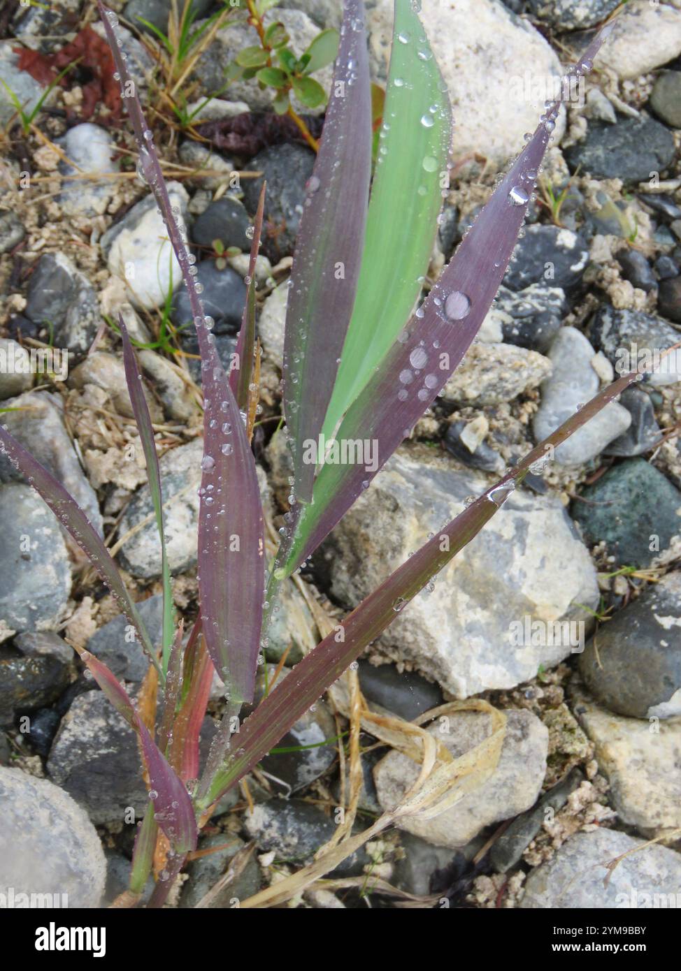 bristlegrasses, rosette grasses, barnyard grasses, and allies (Paniceae ...