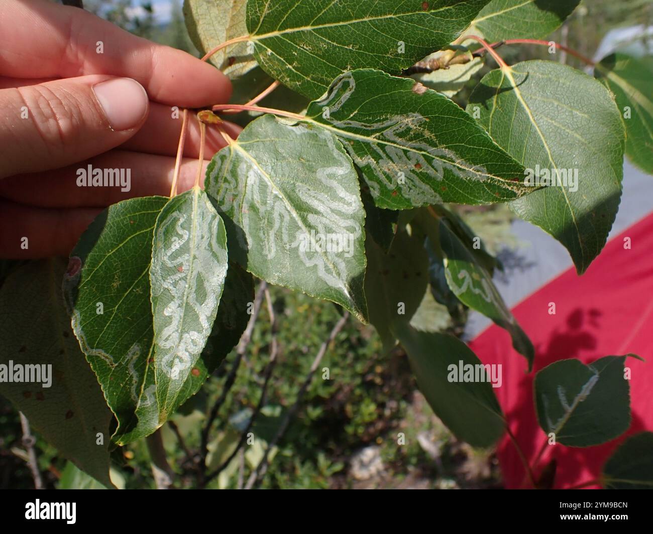 Aspen Serpentine Leafminer Moth (Phyllocnistis populiella Stock Photo ...