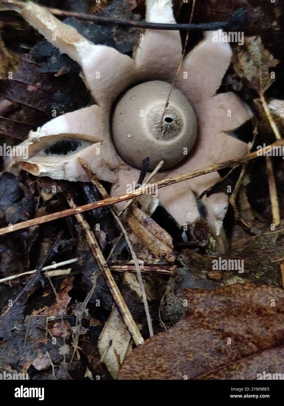 Rounded earthstar hi-res stock photography and images - Alamy