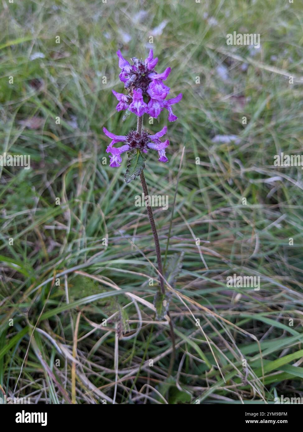 common hedge-nettle (Betonica officinalis Stock Photo - Alamy