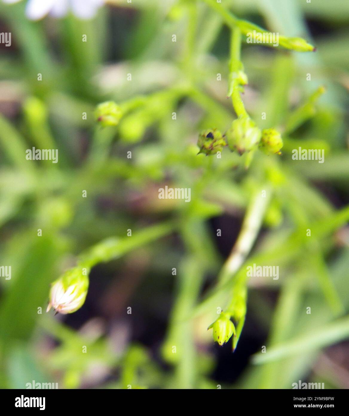 southern annual saltmarsh aster (Symphyotrichum divaricatum Stock Photo ...