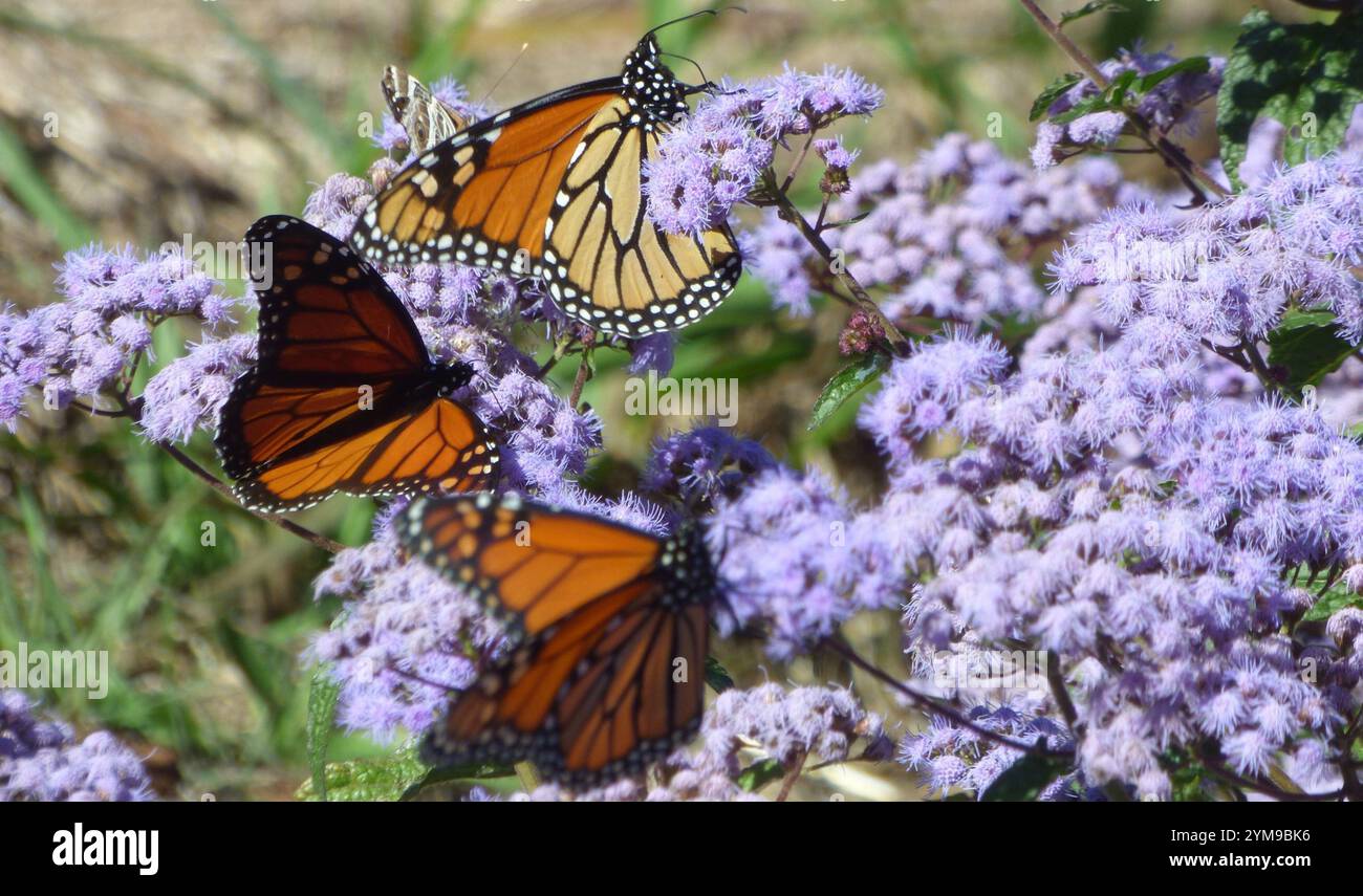 Monarch (Danaus plexippus Stock Photo - Alamy