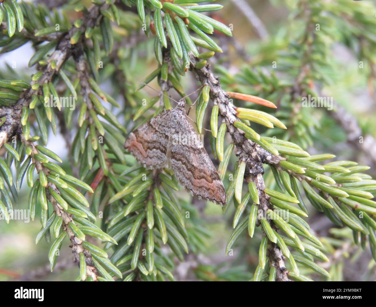 Treble bar moth hi-res stock photography and images - Alamy