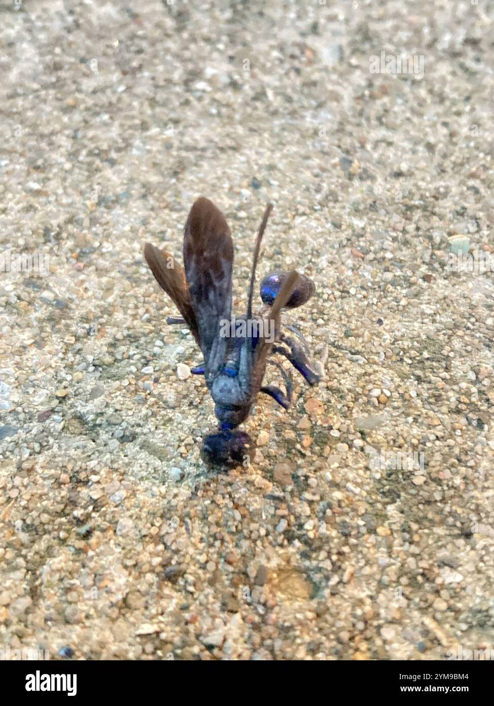 Steel blue cricket hi-res stock photography and images - Alamy